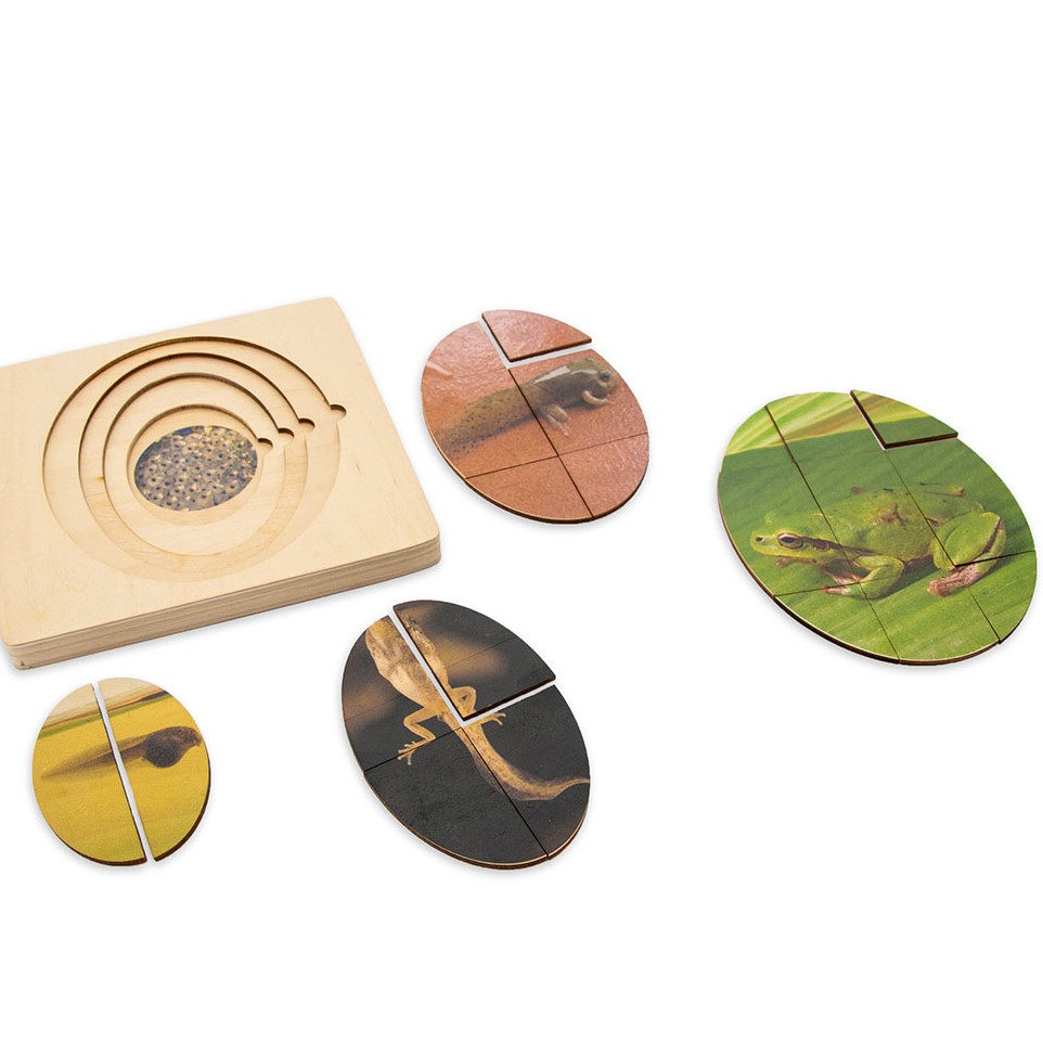 Puzzle Processo de Crescimento do Sapo - oriori